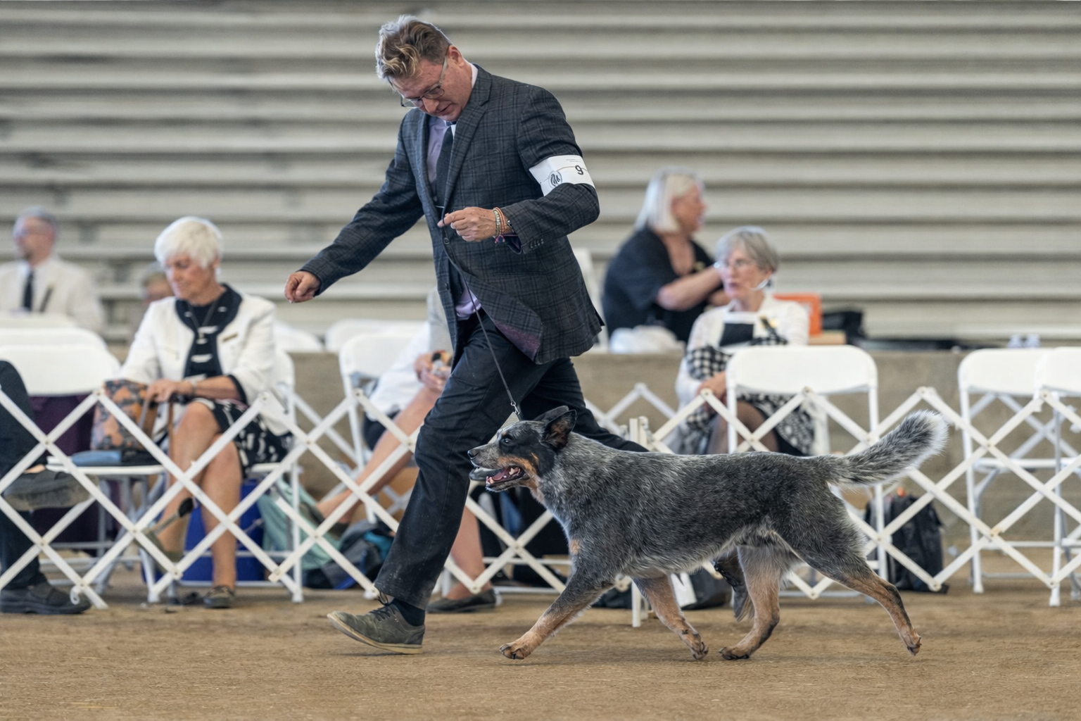 Movimiento Del Perro De Show: Estructura, Balance Y Eficiencia